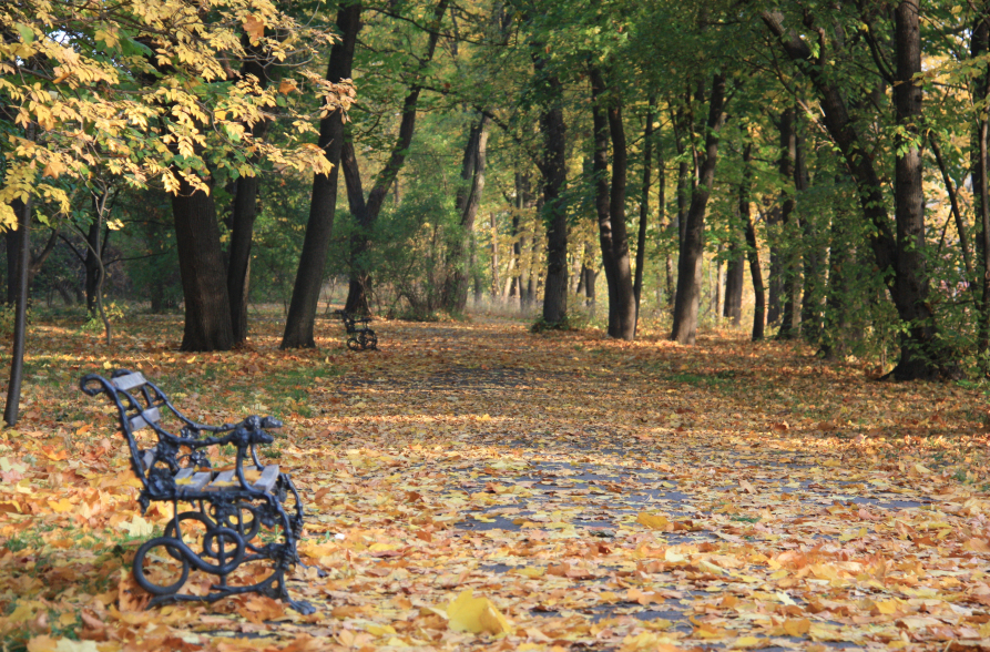 Trees now and then - Museum of King Jan III's Palace at Wilanów